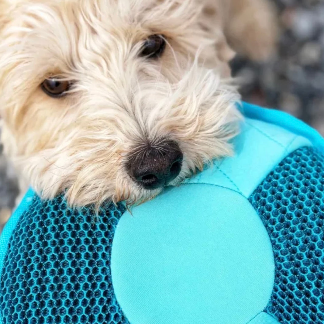 Deal Genius | Discount Online Shopping with Daily Deals